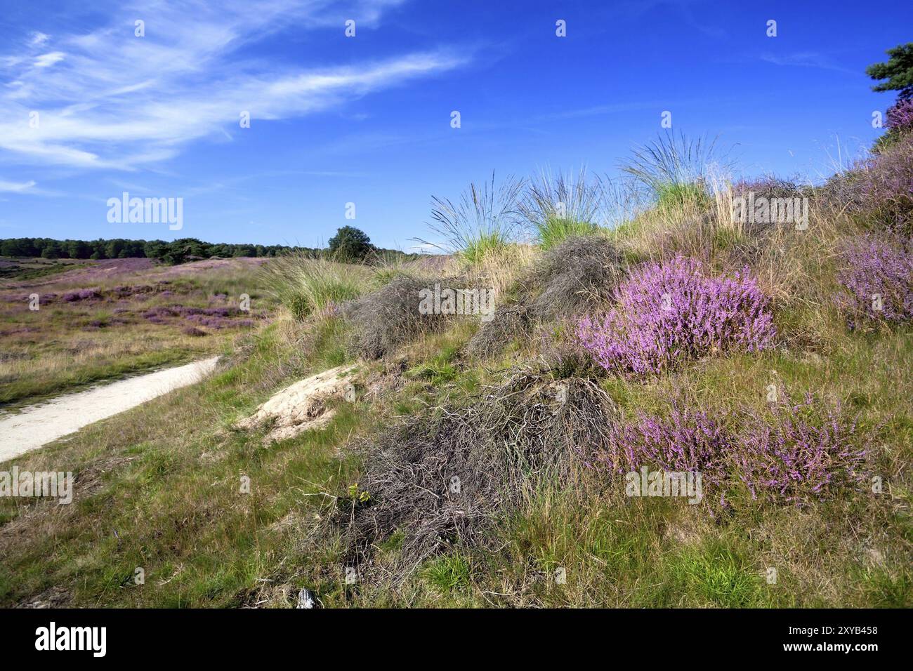 Heather flowers on hill hi-res stock photography and images - Alamy