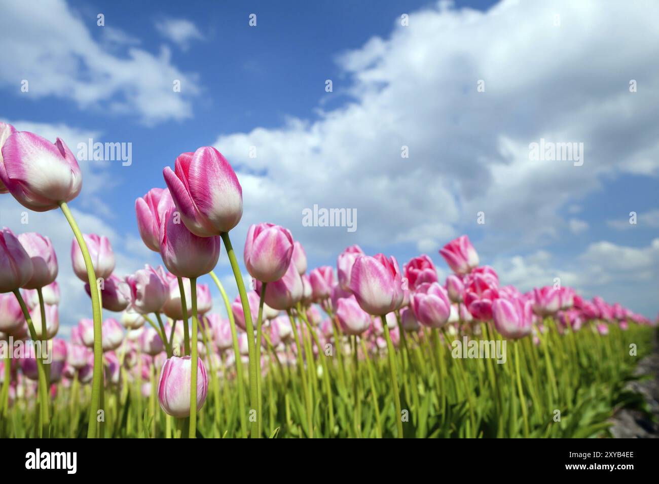 Dutch field hi-res stock photography and images - Alamy