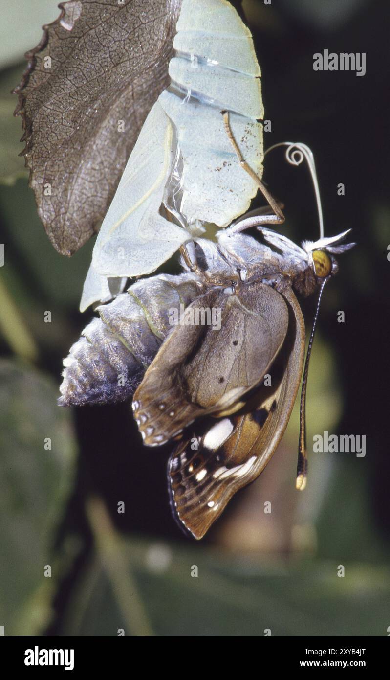 Lesser purple emperor when hatching, Apatura ilia, Lesser Purple ...