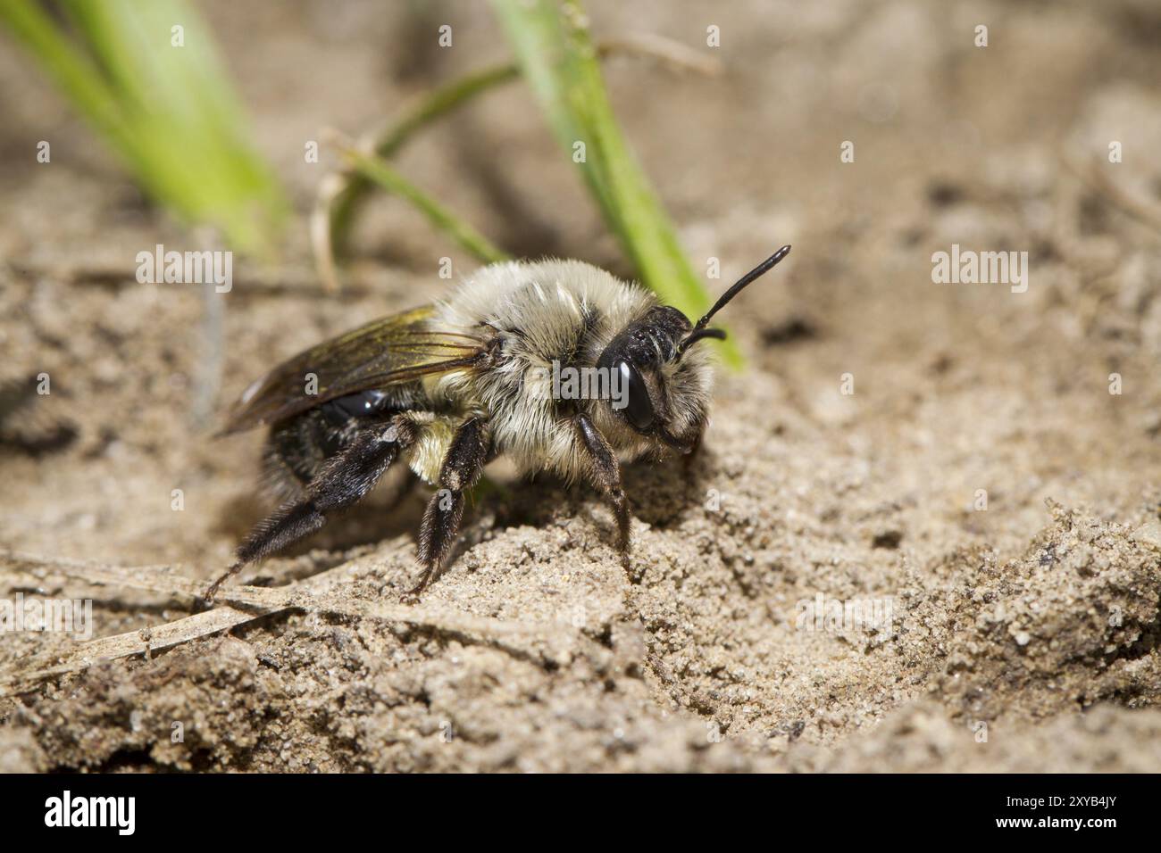 Grey backed mining bee hi-res stock photography and images - Alamy