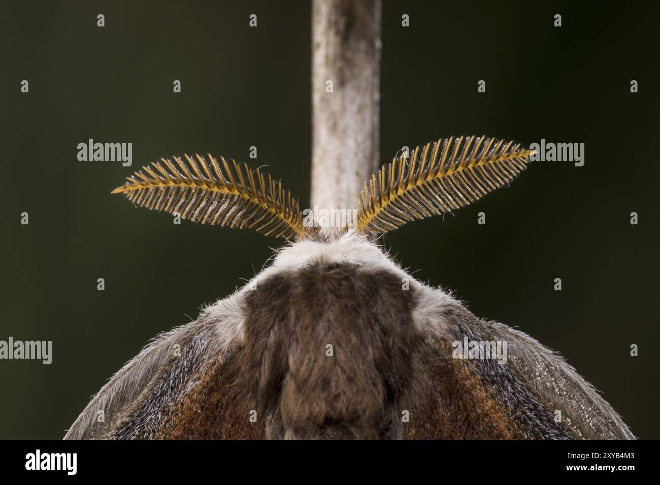 Small emperor moth, male, Saturnia pavonia, small emperor moth, male ...