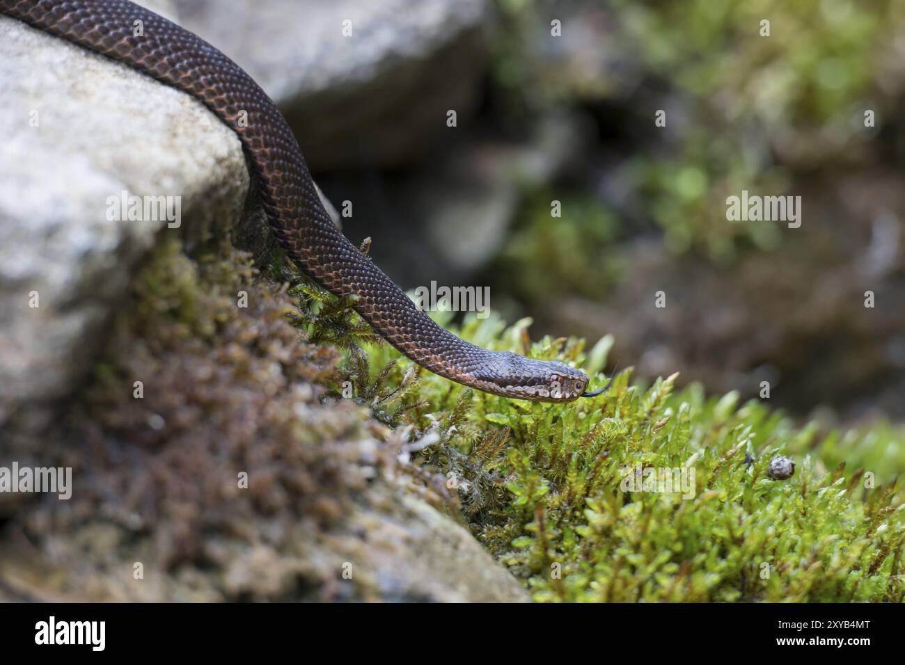 Adder, Vipera berus, common European adder Stock Photo - Alamy