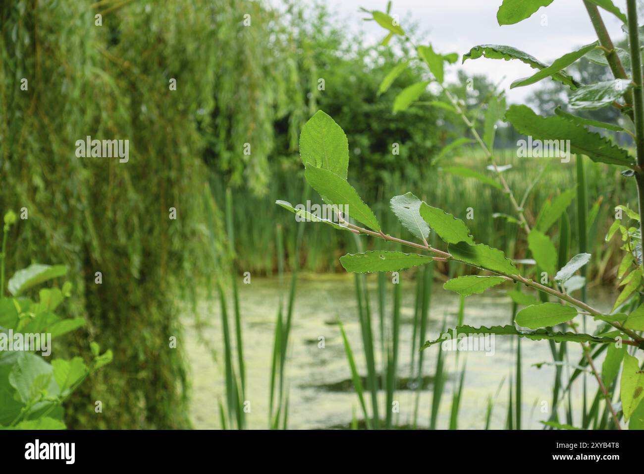 Pond with reeds, water lilies and green leaves in calm water, Aalten ...