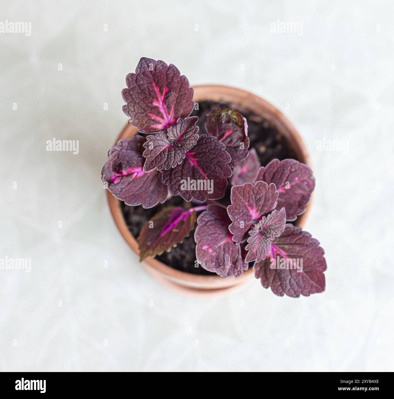 China Rose Solenostemon, commonly known as Coleus, in a terracotta ...