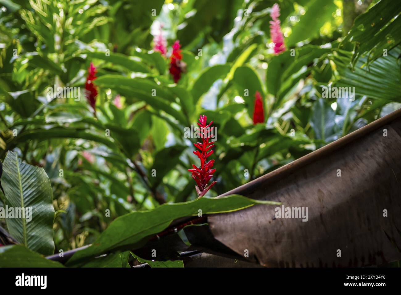 Red ginger, Plant, Details in the jungle, Dense vegetation, Tortuguero ...