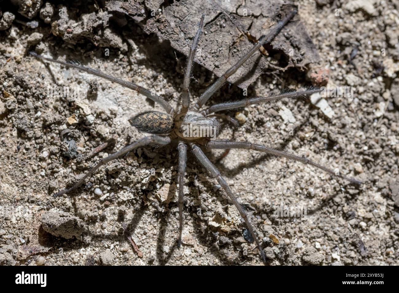 Spider on the ground, close-up of a spider in nature Stock Photo - Alamy