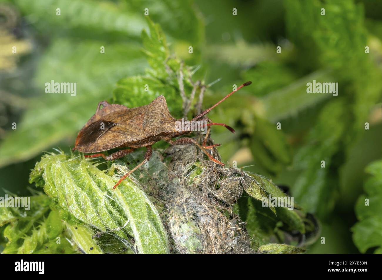 Close up depictions of leaves hi-res stock photography and images - Alamy