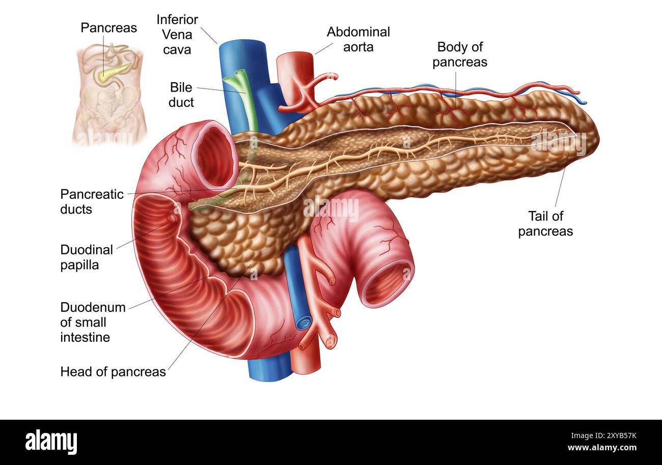 How does the pancreas work hi-res stock photography and images - Alamy