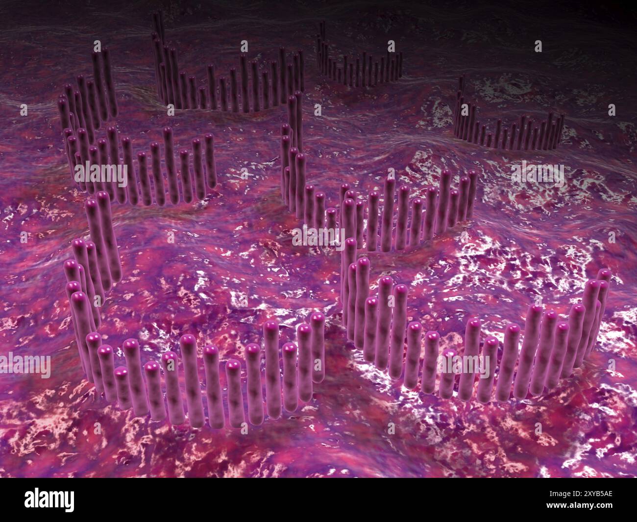 Microscopic view of the cochlea of the inner ear. The cochlea contains ...