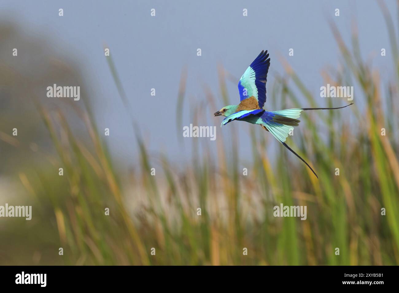 Abyssinian roller (Coracias abyssinica), Kuntaur rice fields, Kuntaur ...