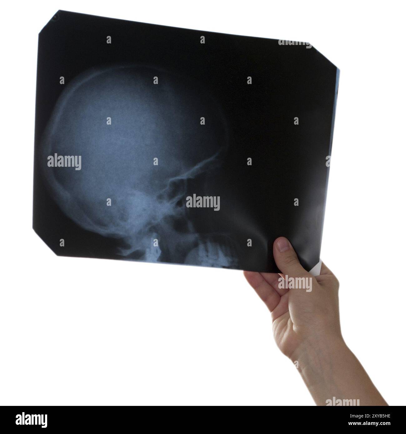 Human skull in hand Cut Out Stock Images & Pictures - Alamy