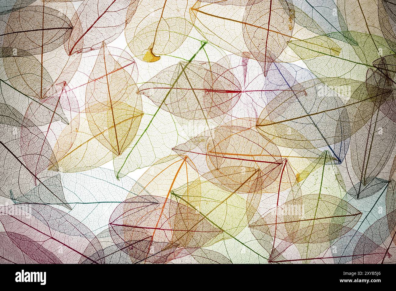 Abstract autumn background. Beautiful leaves texture Stock Photo - Alamy