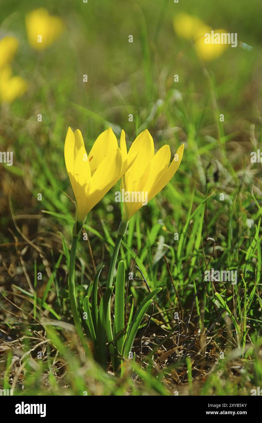Closeup image saffron crocus hi-res stock photography and images - Alamy