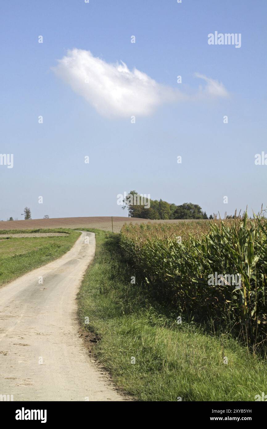 Cornfields and path hi-res stock photography and images - Alamy