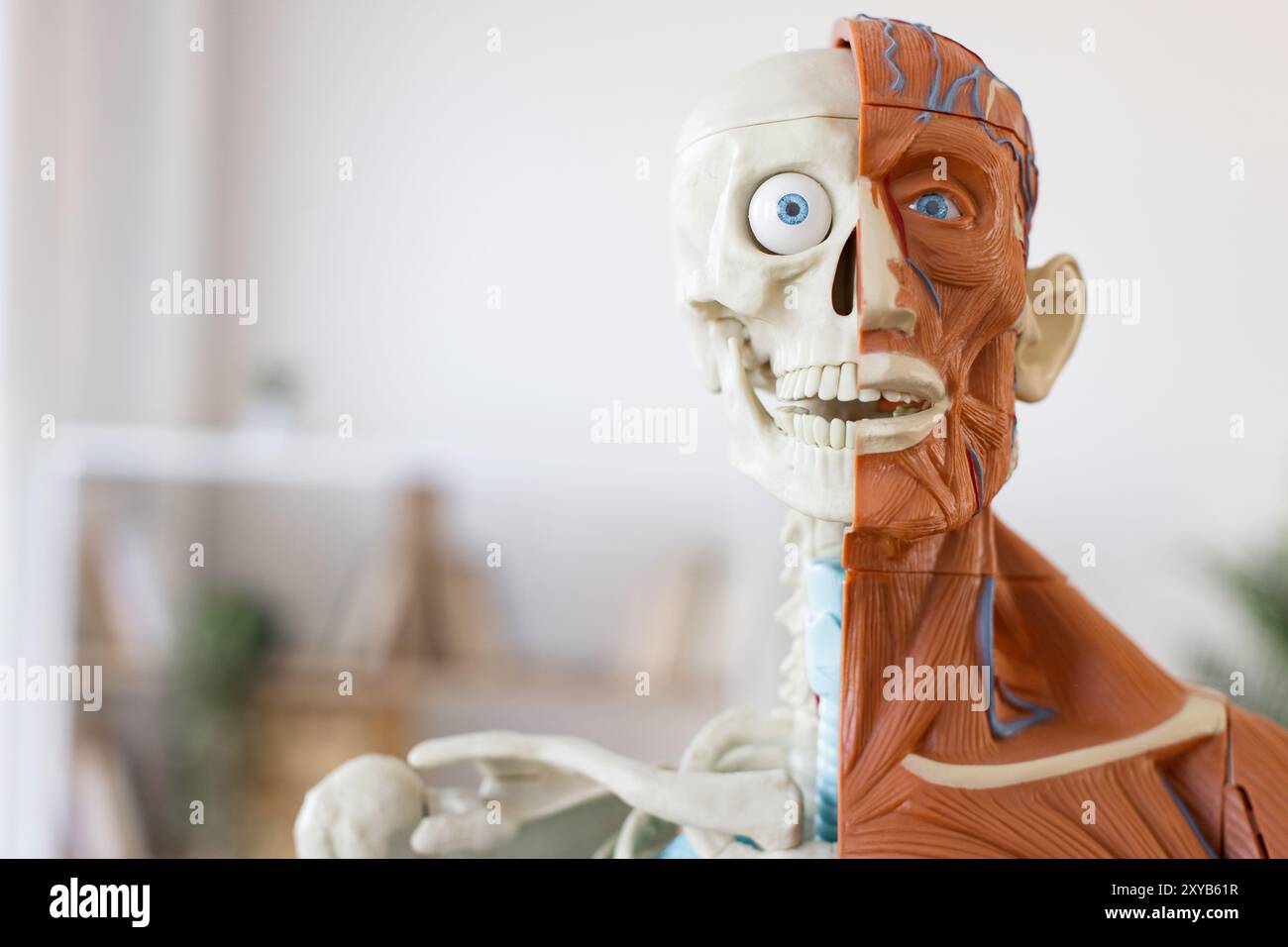 Detailed human skeleton model hi-res stock photography and images - Alamy