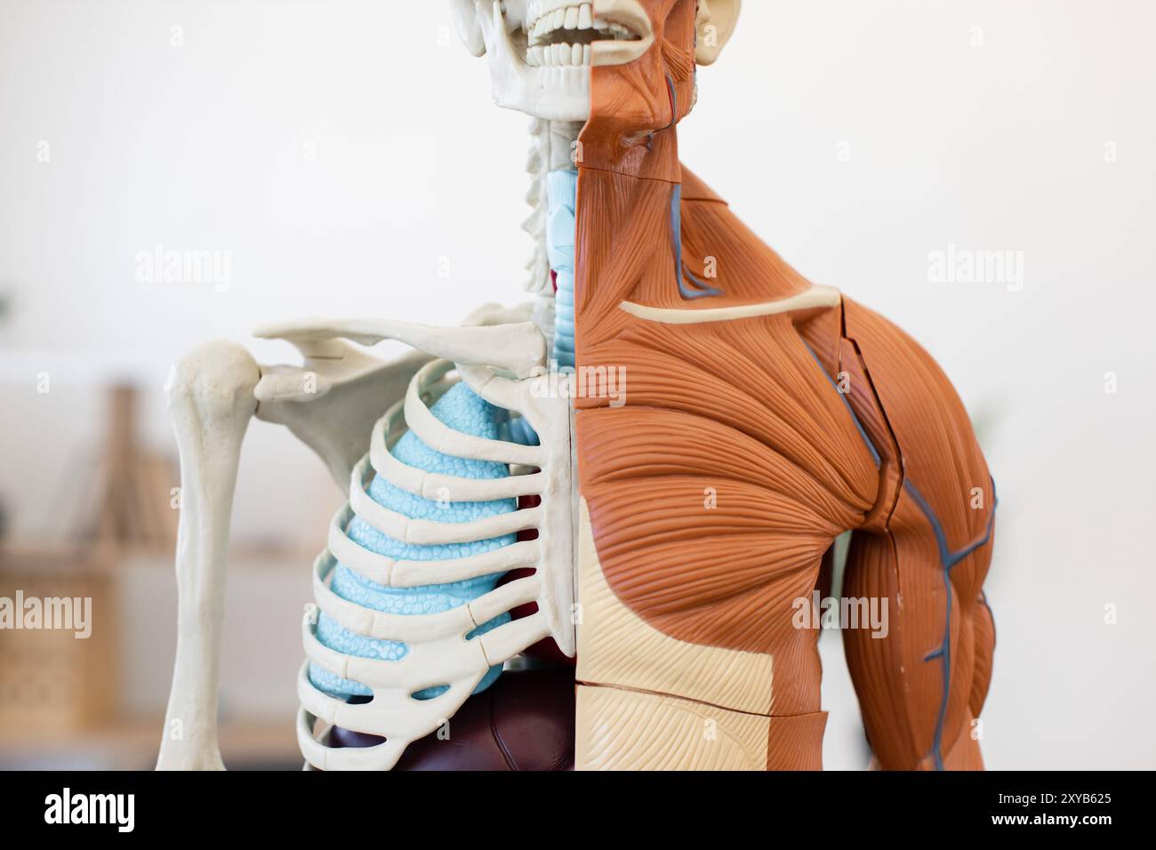 Half skeletal and muscular human anatomy model for medical study Stock ...