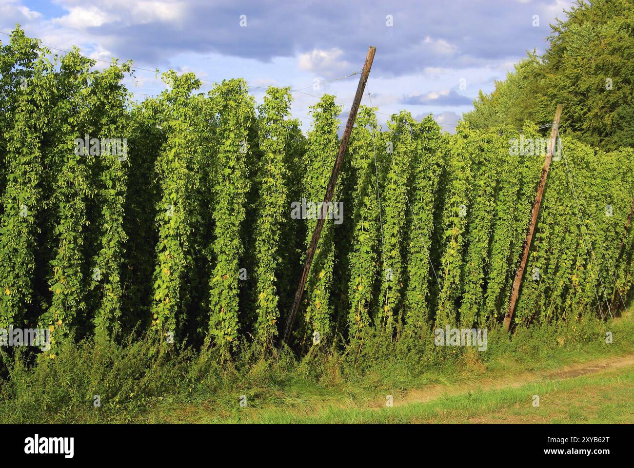 Hop field, hop field 03 Stock Photo - Alamy