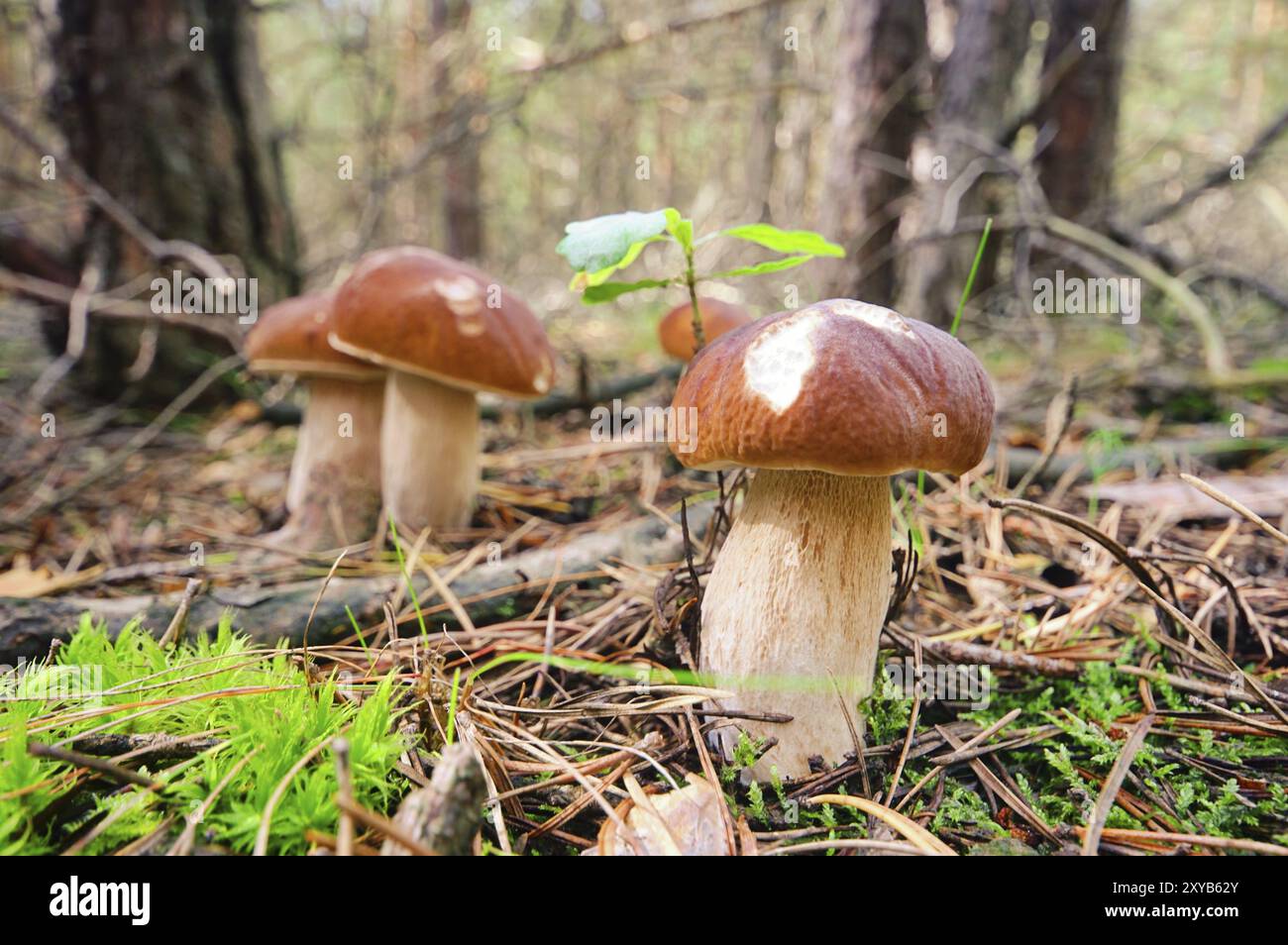 Porcini mushroom, cep 53 Stock Photo - Alamy