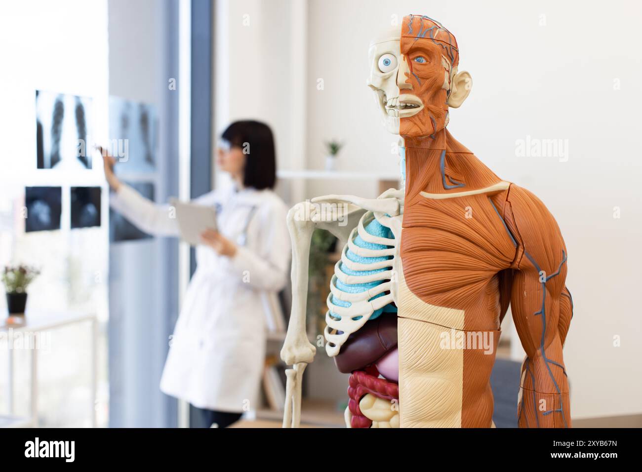 Medical anatomy model in modern clinic with doctor examining x-rays ...