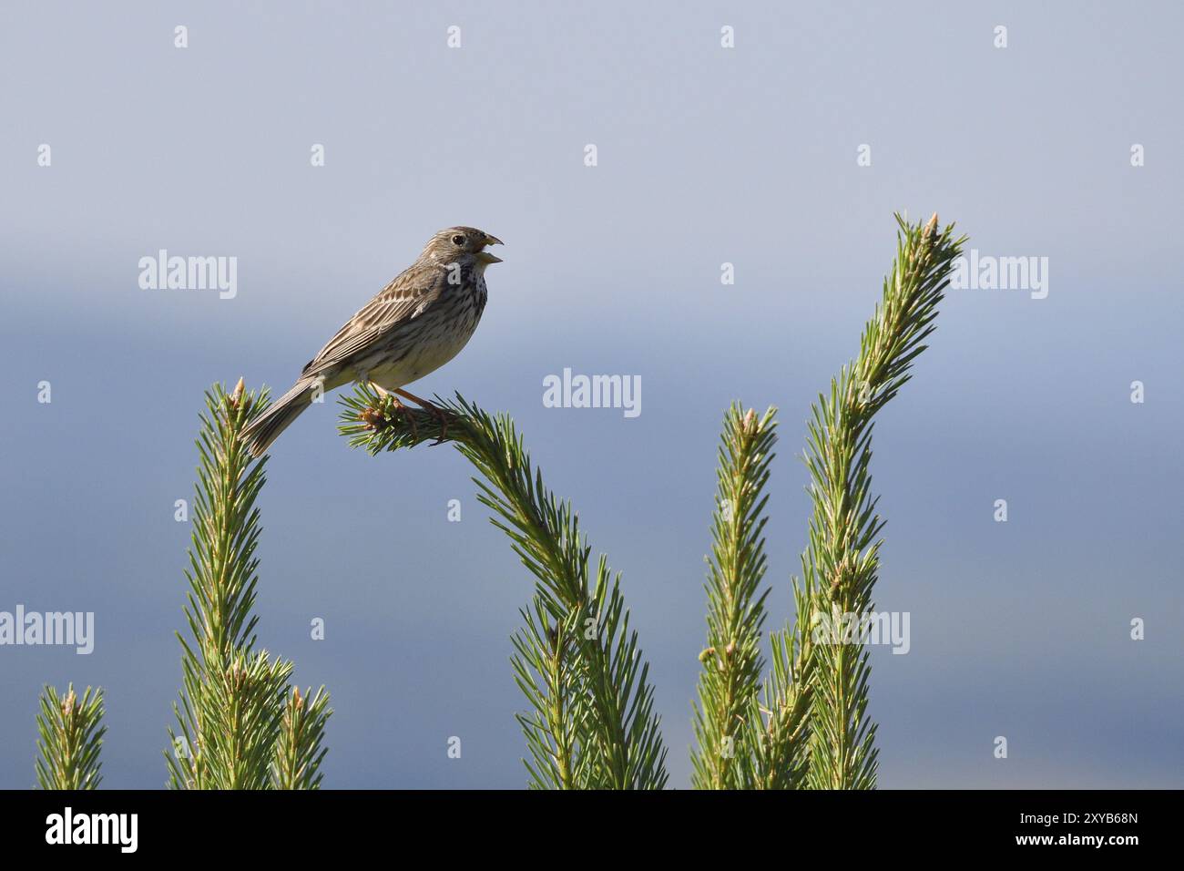 Singing corn bunting male (Emberiza calandra, Miliaria calandra), Corn ...