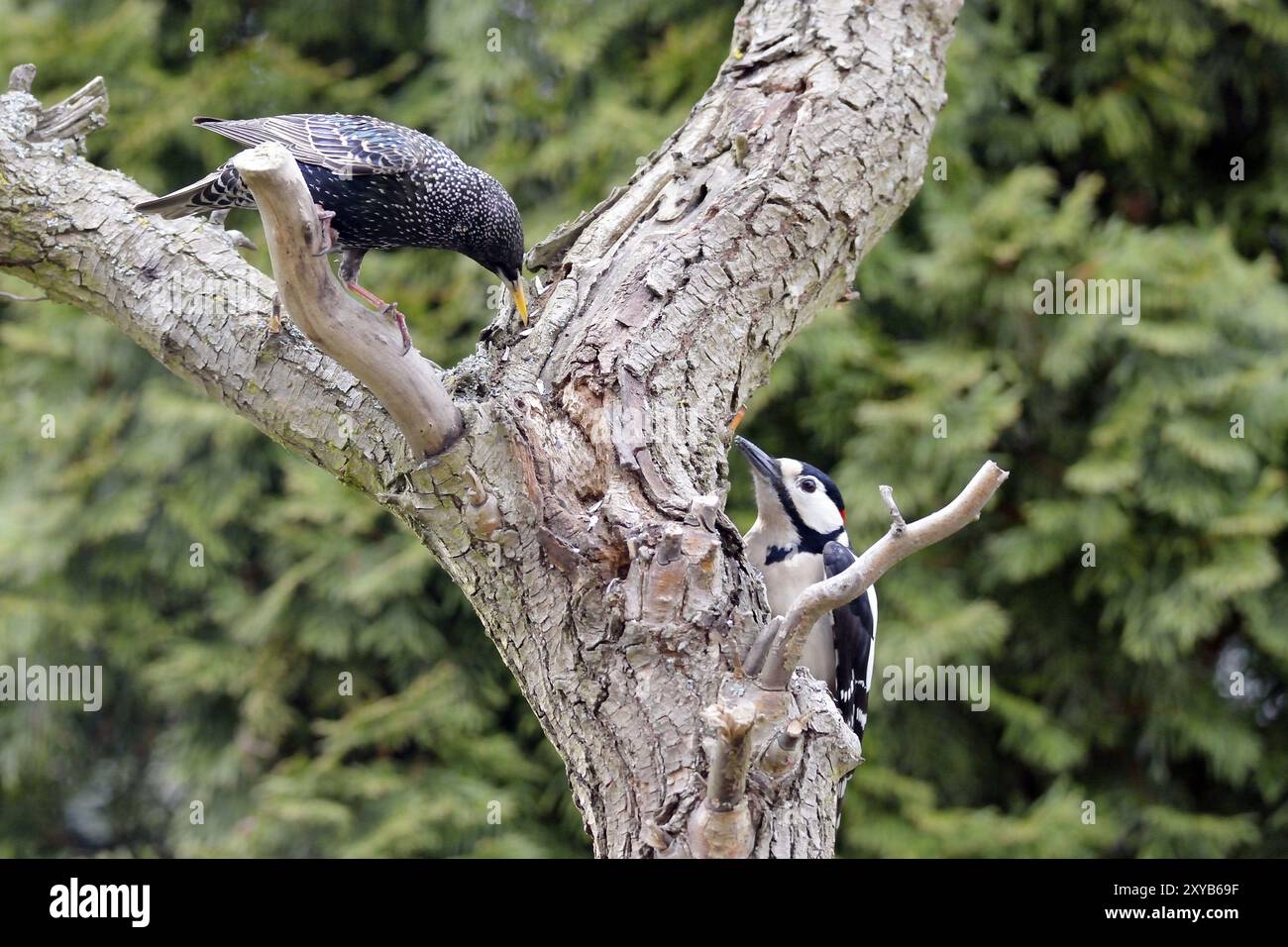 Great Spotted Woodpecker and Common Starling looking for food. Starling ...