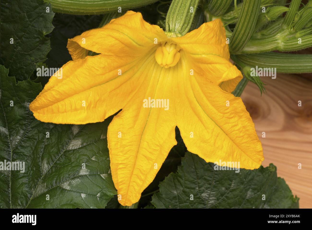 Baby courgettes gardens hi-res stock photography and images - Alamy