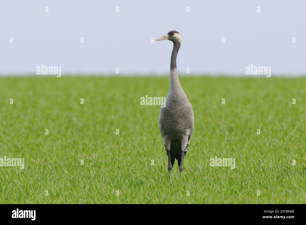Upper bird displays hi-res stock photography and images - Alamy