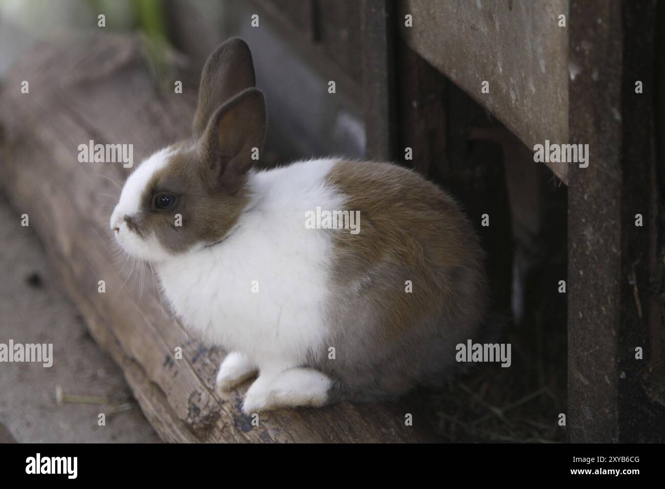 Cuddly rabbit childs toy hi-res stock photography and images - Alamy