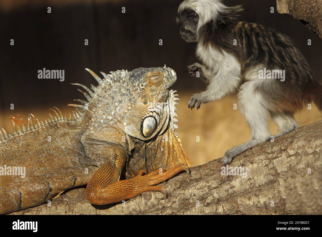 Green iguana and curious Liszt monkey Stock Photo - Alamy