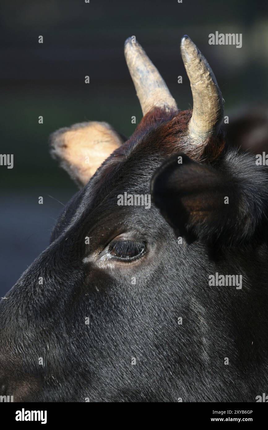 Horns of a humpback cattle Stock Photo - Alamy