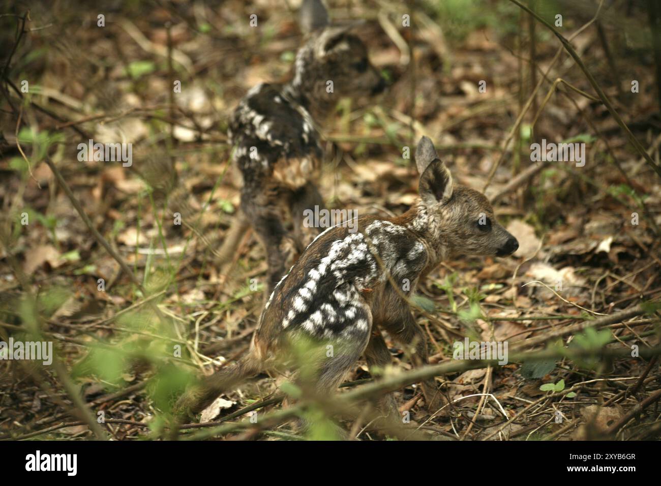 Two fawns that appear to have just been born (wildlife, photographed in ...