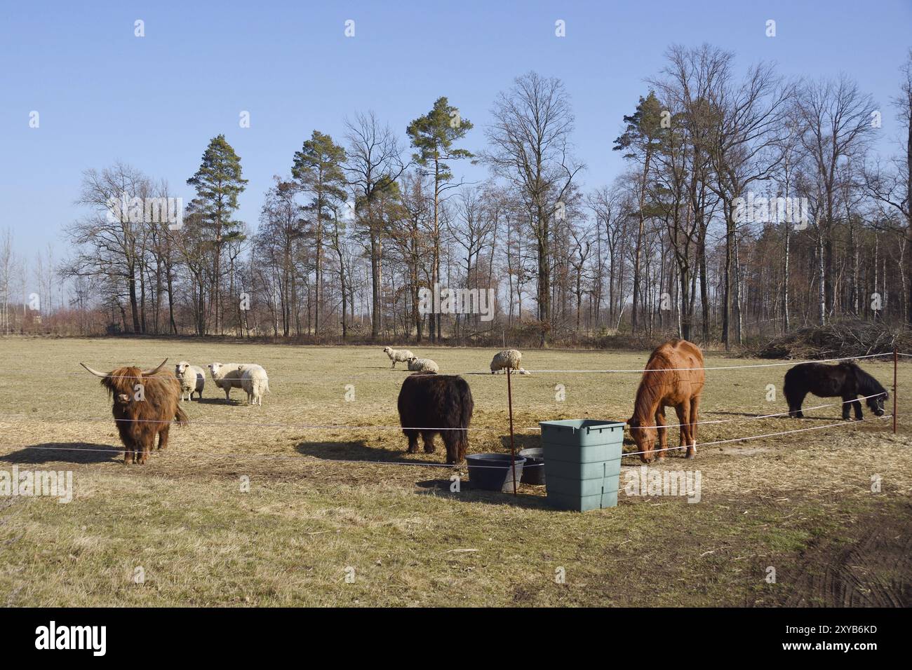 A herd with cow, horse and sheeps on a farm in spring. Cows and sheep ...