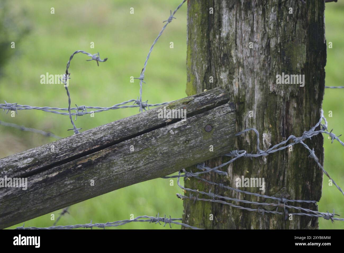 Barbed wire fence Stock Photo - Alamy