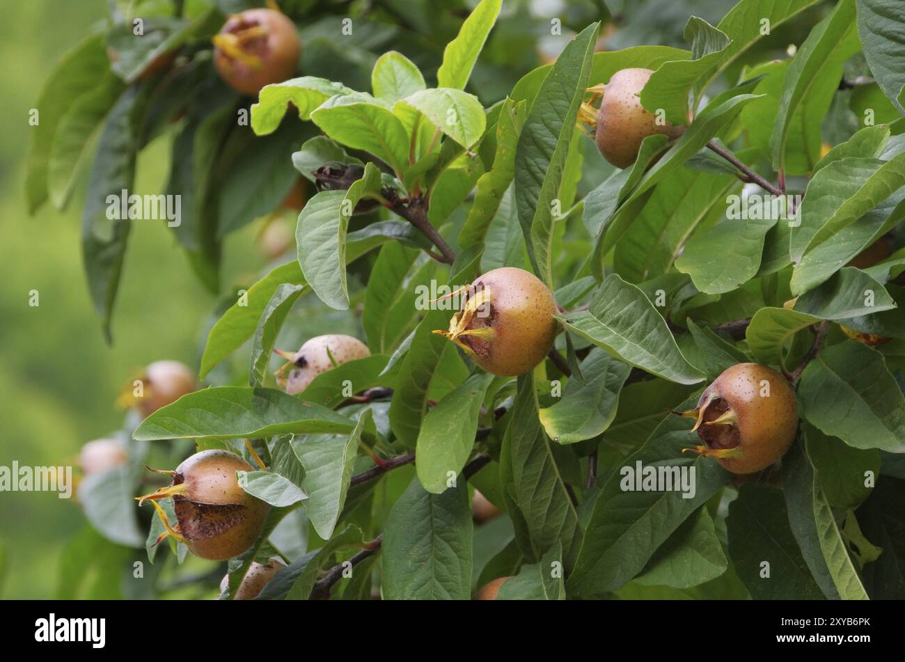 Medlar branches hi-res stock photography and images - Alamy