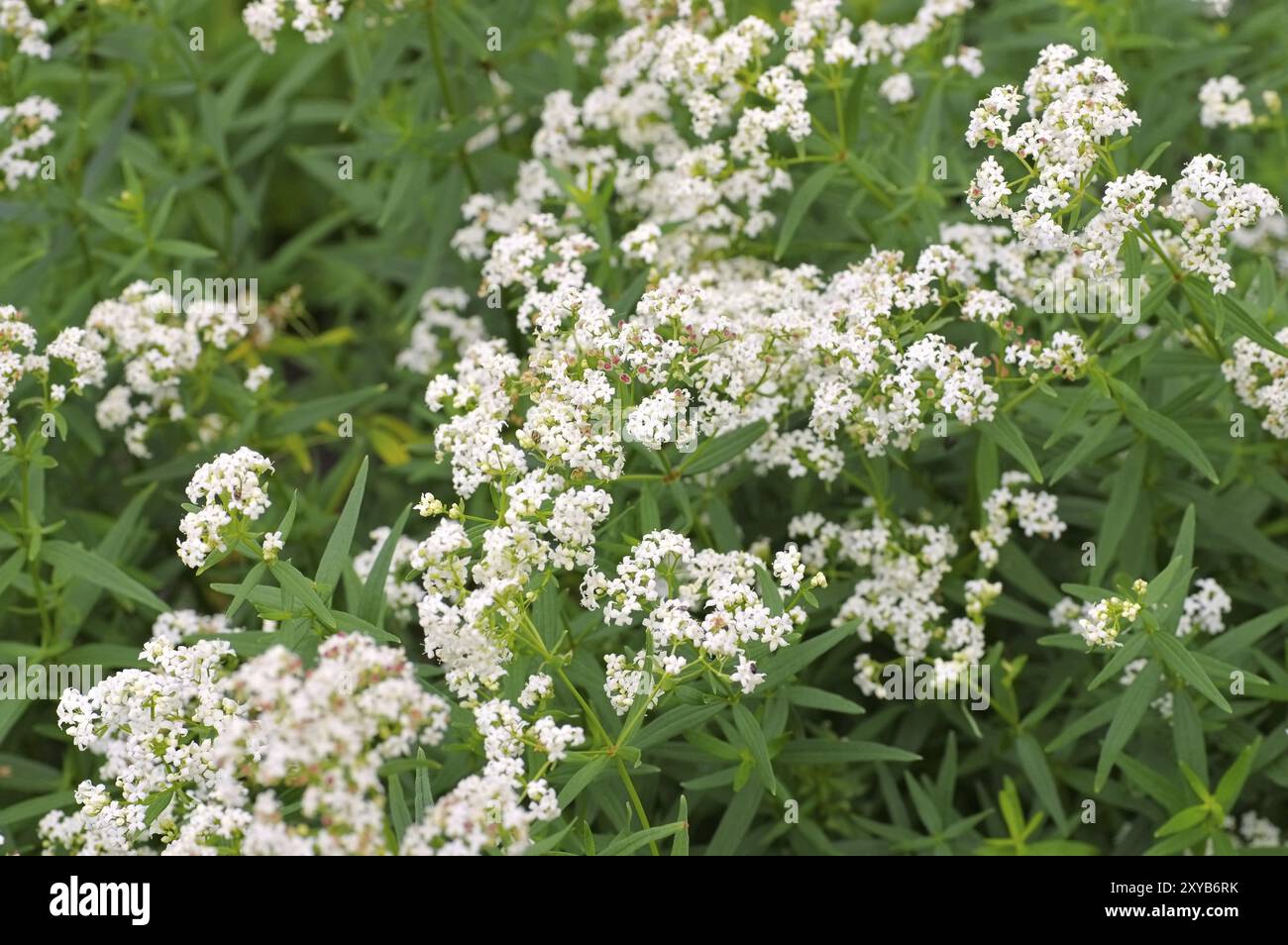 Galium boreale, northern bedstraw, Galium boreale a white wildflower ...