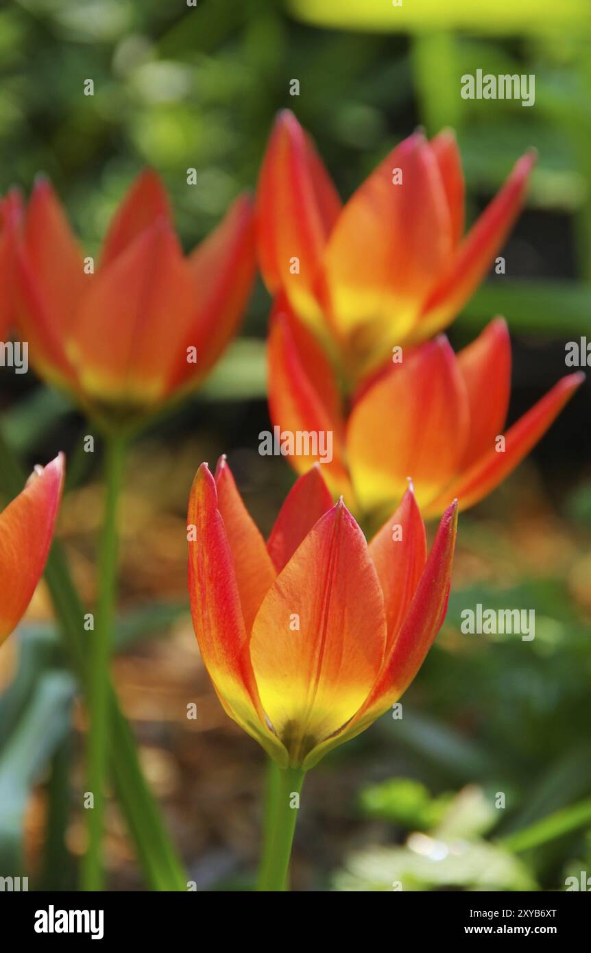 Wild tulip 12 Stock Photo - Alamy