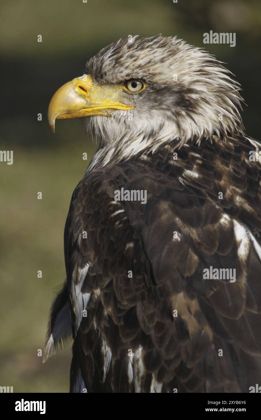 Child bald eagle hi-res stock photography and images - Alamy