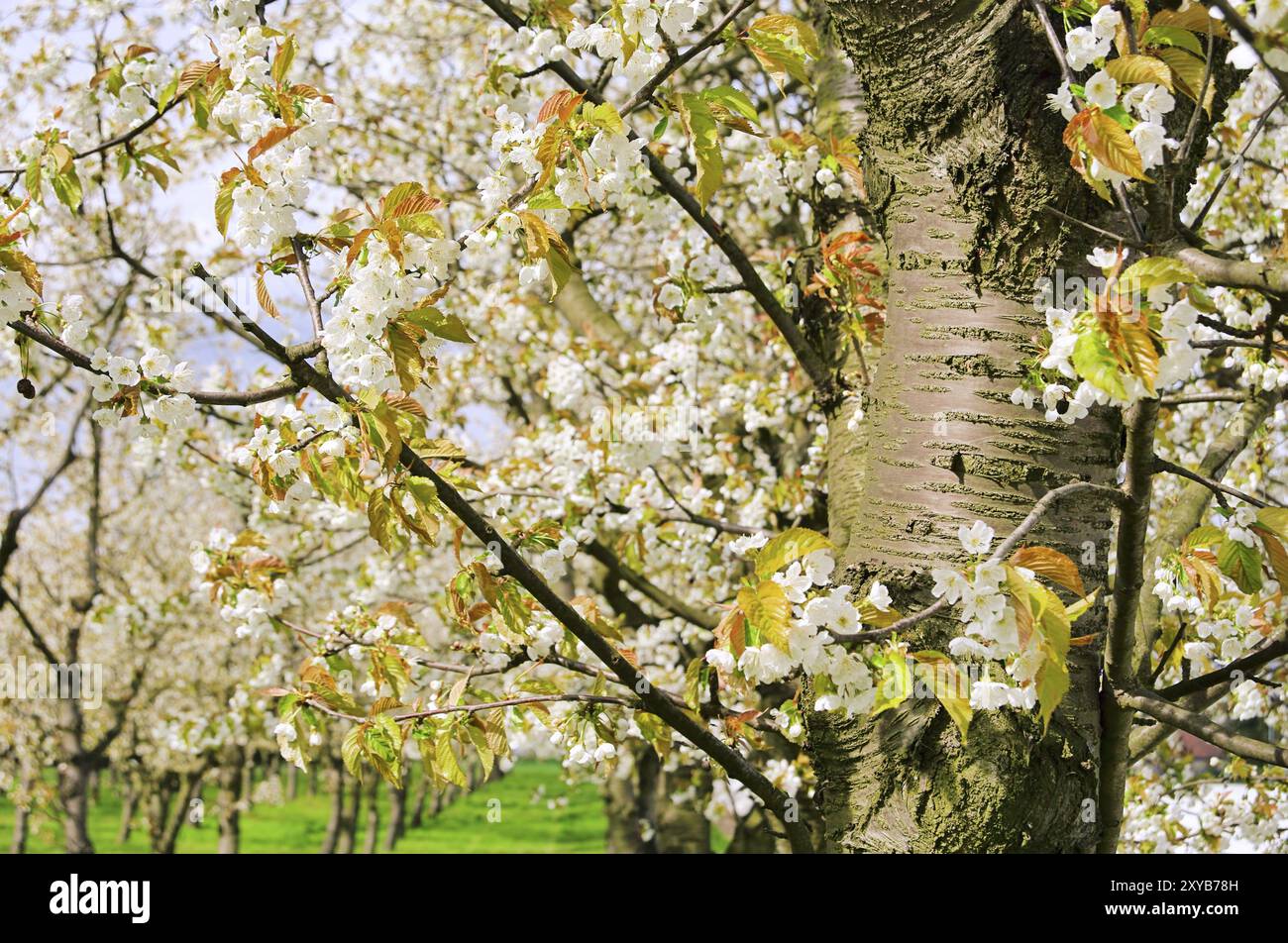 Cherry plantations hi-res stock photography and images - Alamy