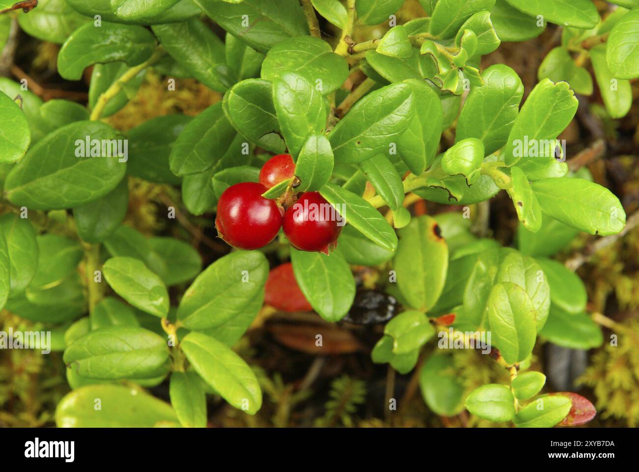Lingonberry plant, cowberry plant Stock Photo - Alamy