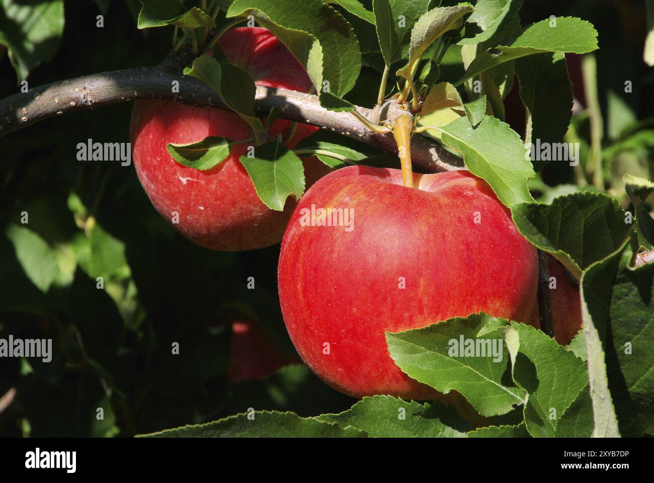 Hoar frost on apple trees hi-res stock photography and images - Alamy