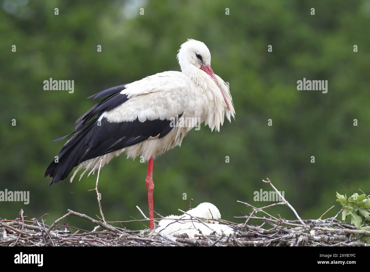White stork, adult bird and young birds in the nest Stock Photo - Alamy