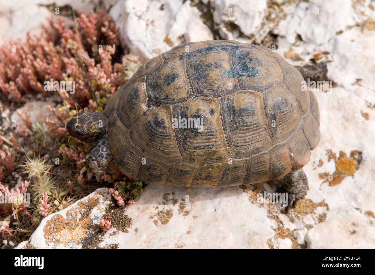 Moorish tortoise hi-res stock photography and images - Alamy