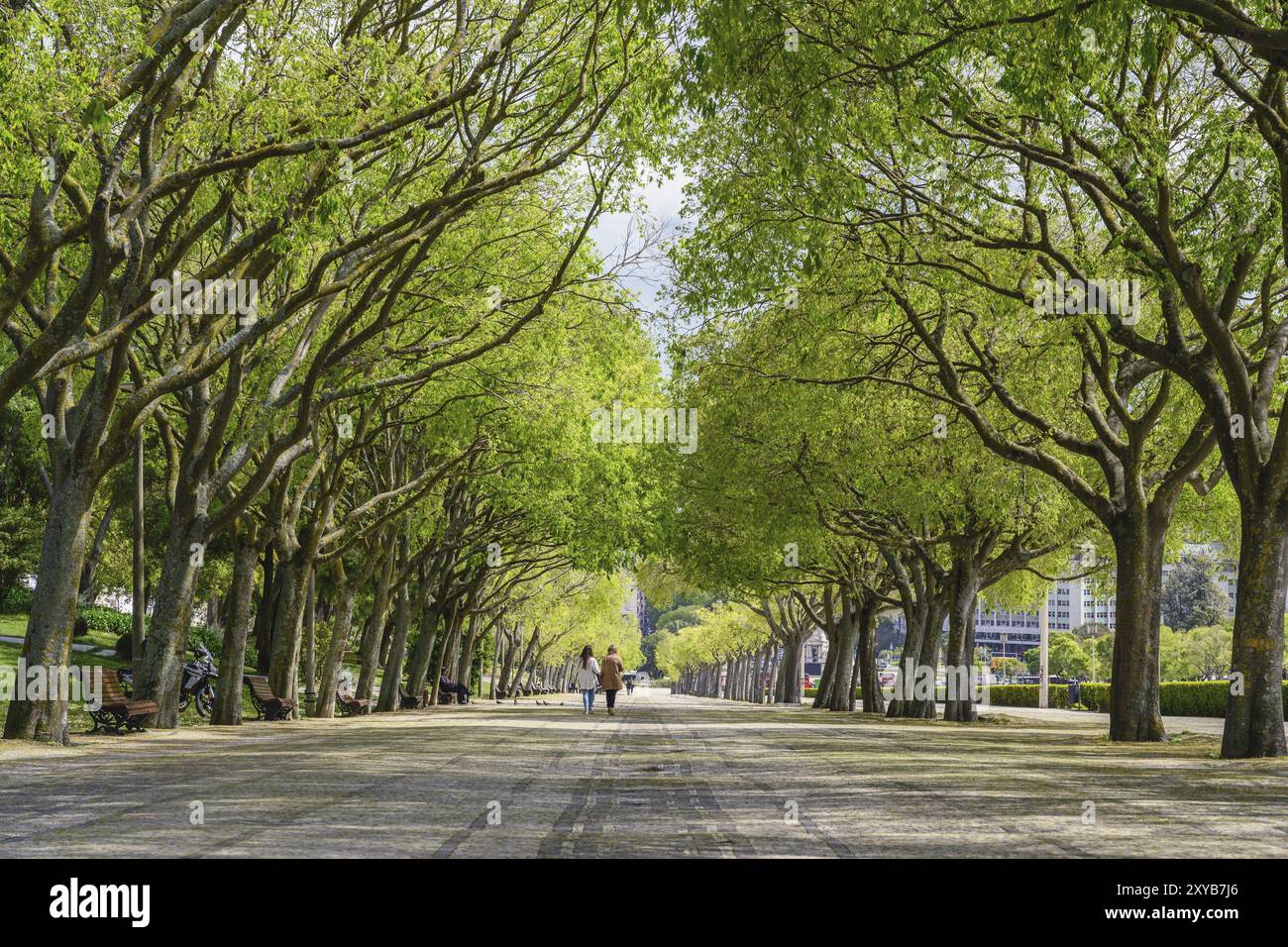 Lisbon Portugal city skyline of tree tunnel at Eduardo VII Park Stock ...