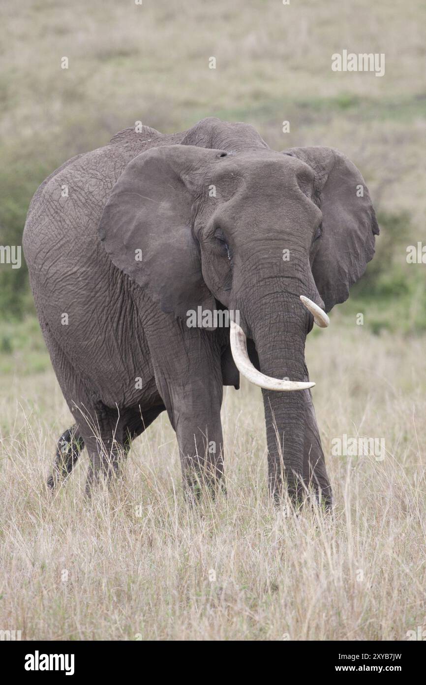 Elephant cow with crooked tusk Stock Photo - Alamy