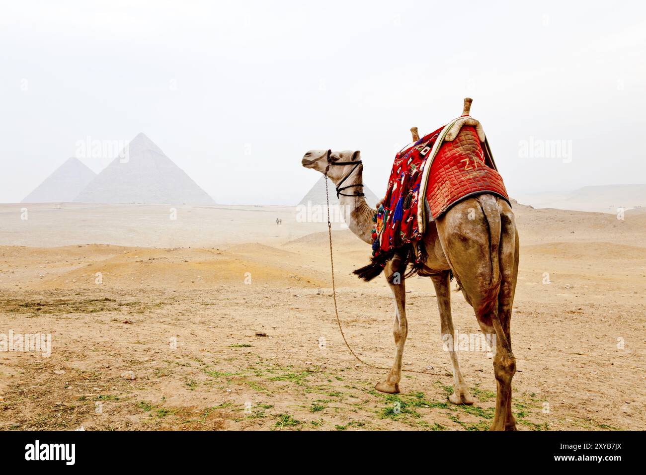 A camel and the pyramids of giza, egypt Stock Photo - Alamy