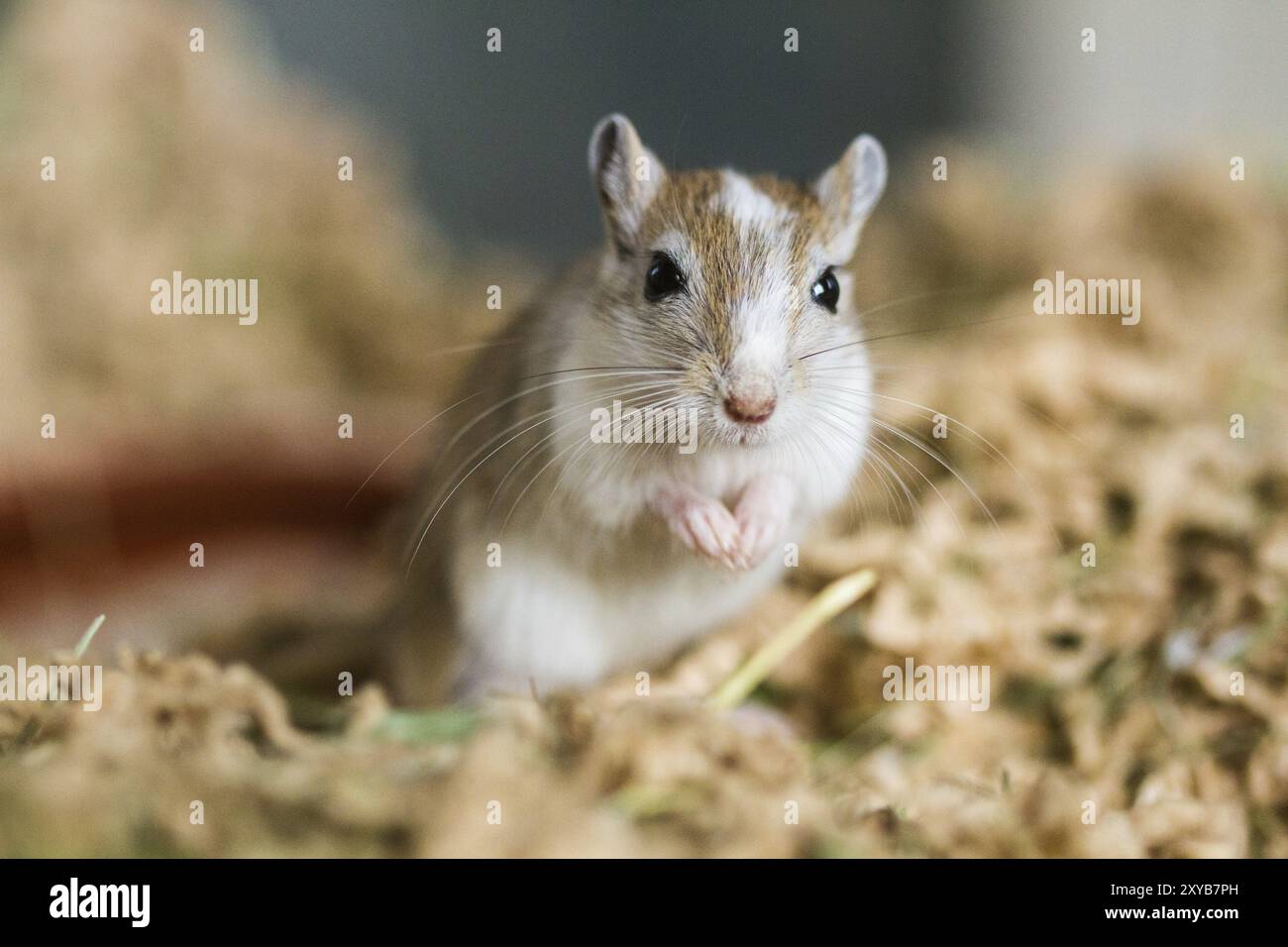 Mongolian gerbil (Meriones), gerbil as a pet Stock Photo - Alamy