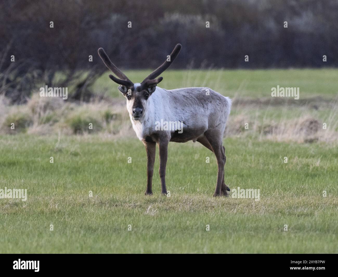 Reindeer (Rangifer tarandus), male alert, standing on a mown meadow ...