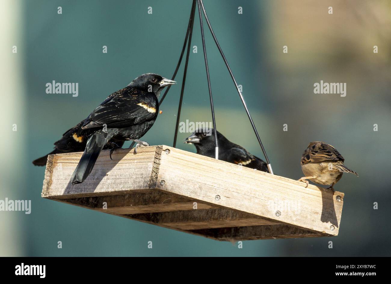 Natural scene from state conservation area in Wisconsin Stock Photo - Alamy