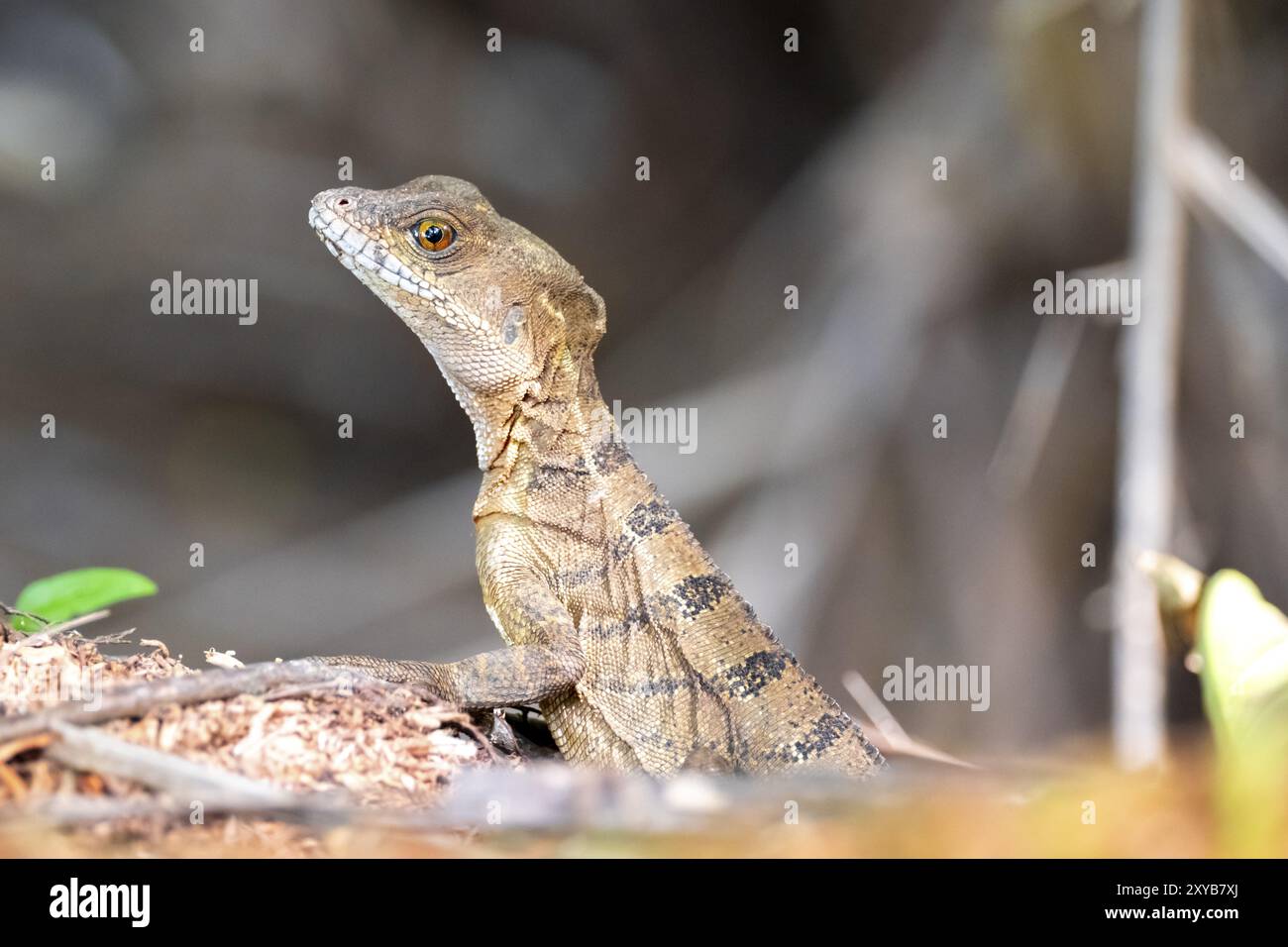Common basilisk (Basiliscus basiliscus) adult female, Osa Peninsula ...
