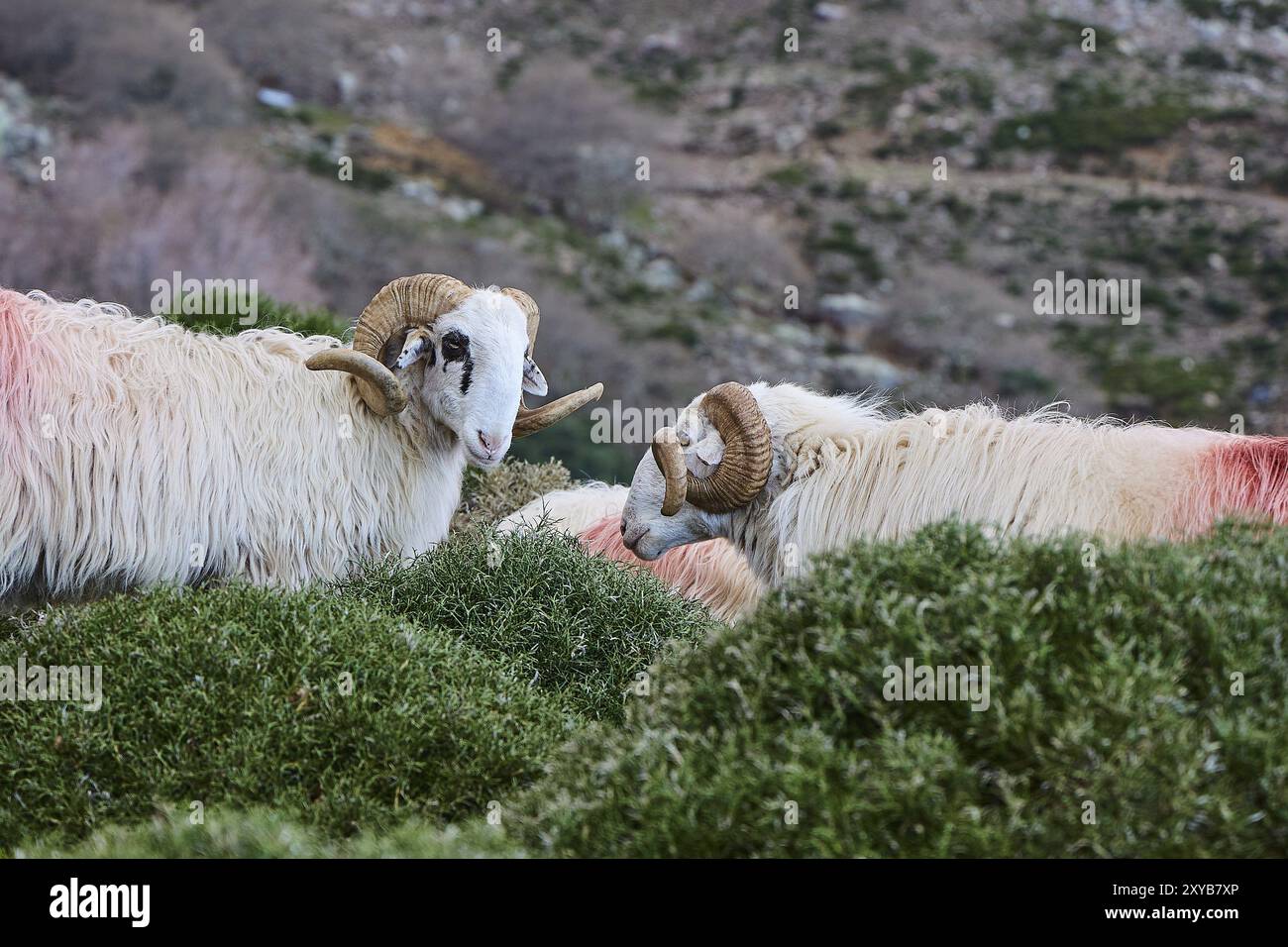Sheep in field near mont hi-res stock photography and images - Alamy